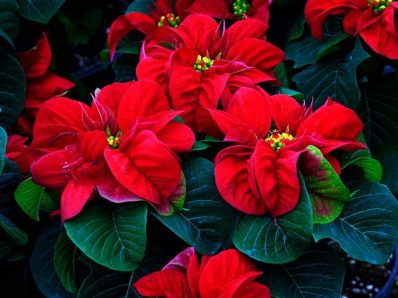 6 Plants and Flowers of the Winter Holiday Season - Dig This Design