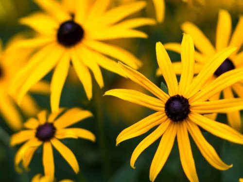 7 Essential Summer Flowers for Breathtaking Beauty - Dig This Design